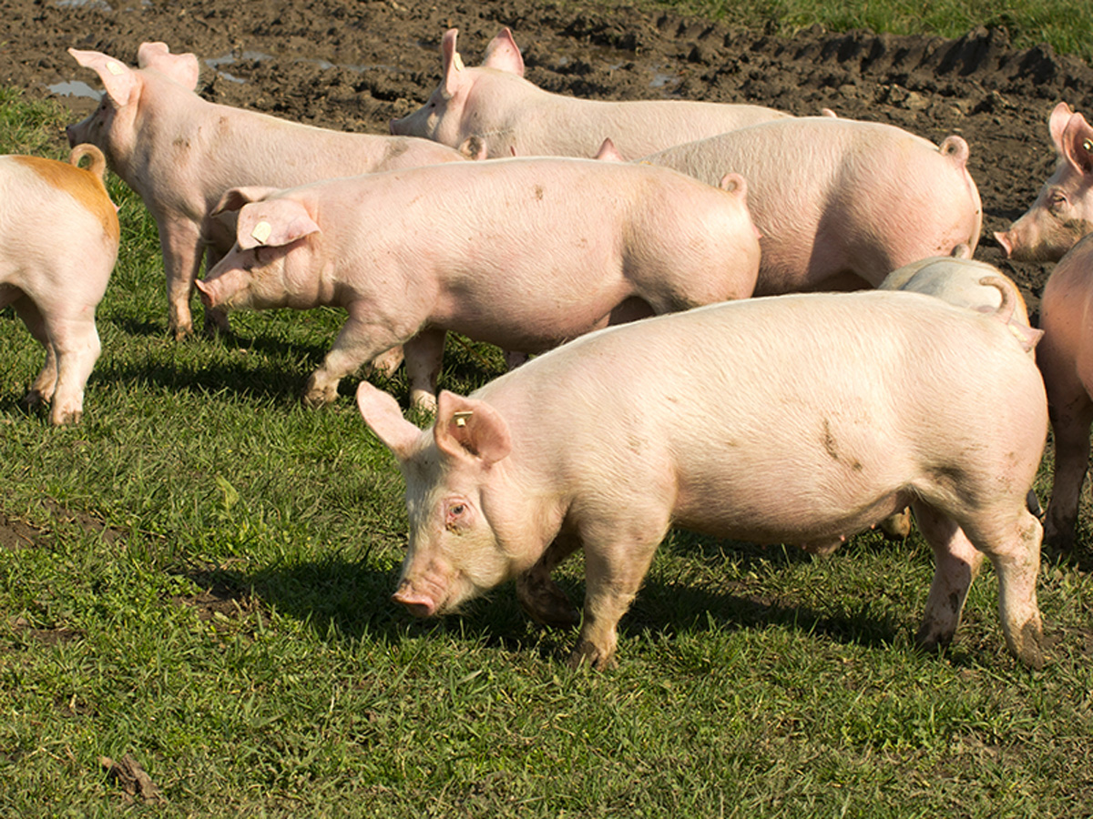 Composting Pig Mortality Case Study | Brome Compost inc.